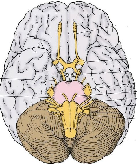 Underneath Of Brain Diagram Diagram Quizlet