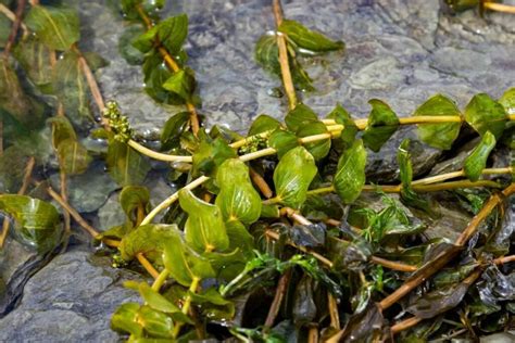 Clasping Leaf Pondweed Lake Restoration