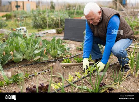 Senior Gardener Sets Up A Drip Irrigation System In The Garden Stock