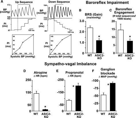 Baroreflex And Sympatho Vagal Balance In Conscious Mice Download