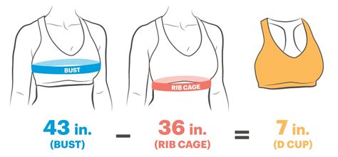 Bra Cup Size Comparison