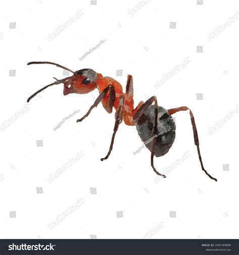Ant On White Background Emmet Vector Stock Vector Royalty Free