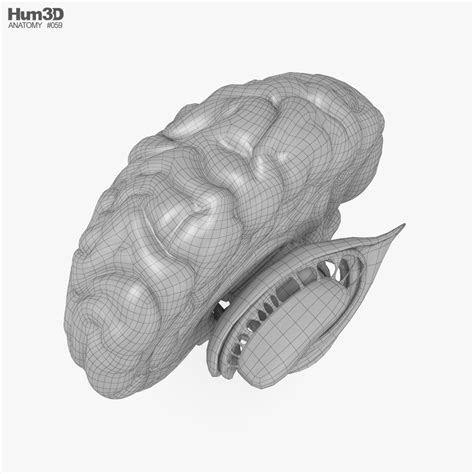 Human Brain Cross Section 3d Model Anatomy On Hum3d