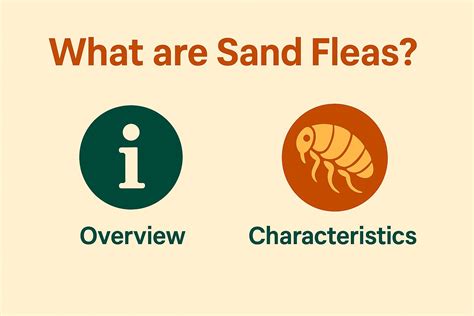 Sand Fleas What They Look Like And How To Treat Their Bites