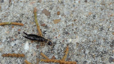 Ring Legged Earwig Crawls Around Youtube