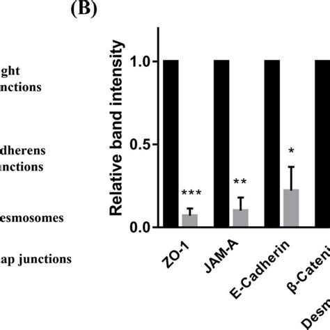 Reduction In Cell Junction Protein Expression In S G Cells Caused By