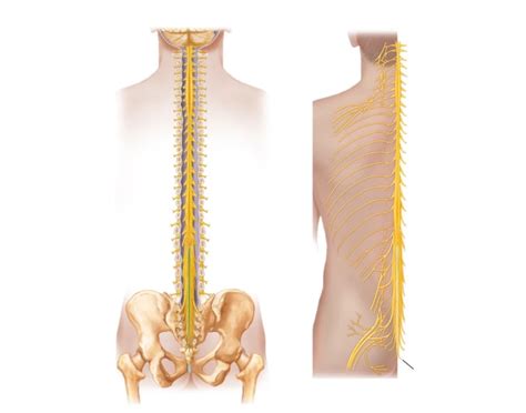 Spine Labeling Aandp Quiz