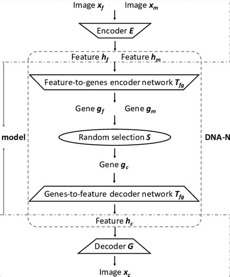 Flowchart Of Genetic Model Note That The Variables Used Are Consistent Download Scientific