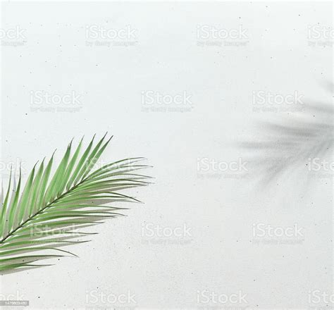 야자수 잎과 그림자가 있는 흰색 배너 최소한의 조명 배경 야자 잎과 빈 장소가있는 구성 트렌디 한 벽지 흰색 콘크리트 배경과