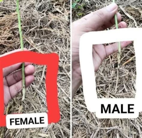 How To Determine The Sex Of Papaya Plants Recipes