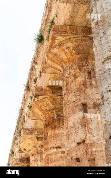 Plants Grow From The Doric Columns Of The Second Temple Of Hera 460