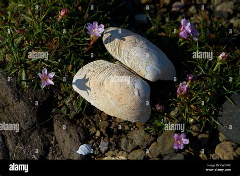 An Old Cockleshell Lies On The Shore Among Flowers Of Thrift Or Sea