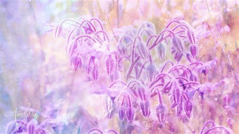 Borage Flowers Herb Meaning