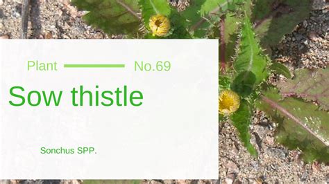 Sow Thistle Sonchus Spp Edible And Medicinal Uses Of The Rabbit Food