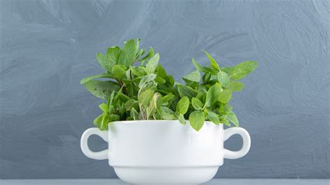 Tulsi Plant Care Tips गर्मी का मौसम आते ही सूखने लगा आपका तुलसी का