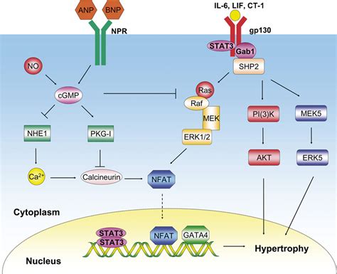 Figure 1 From Molecular Regulation Of Cardiac Hypertrophy Semantic