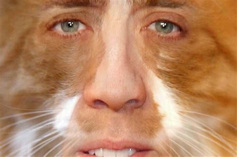 Кот с кривым лицом картинки и фото Koshka Top