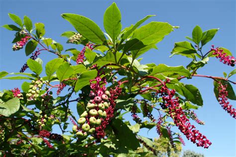Poison Sumac Berries