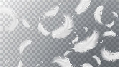 83000 Feathers Png Pictures