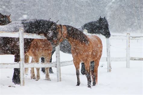 Premium Photo Let It Snow