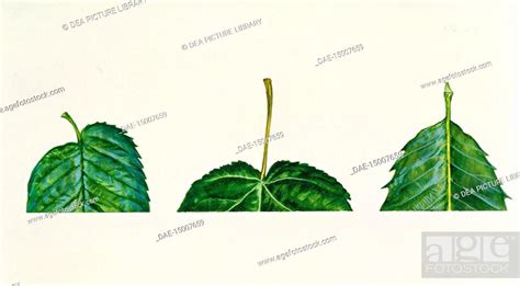 Botany Leaf Bases Rounded Cordate Oblique Illustration Stock