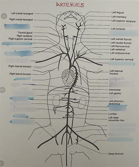 Diagram Of Arteries Labelling Quizlet