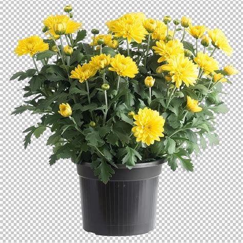 Premium Psd Flower In Pot Png