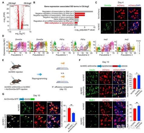 If 13 6 胰腺细胞再生新途径——腺泡细胞转分化 知乎