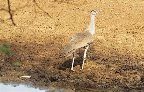 Post Drinking The Female GIB Slowly Walks Towards Dense Vegetation Download Scientific Diagram