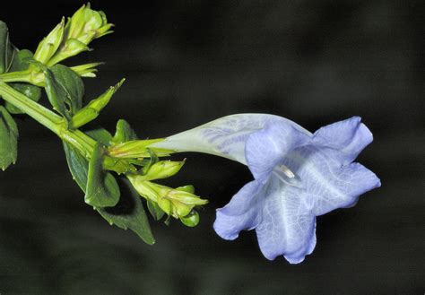 Strobilanthes Flexicaulis Flickr