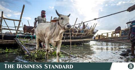 Bangladesh India Cross Border Cattle Smuggling Falls Report The