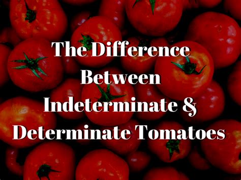 The Difference Between Indeterminate And Determinate Tomatoes From