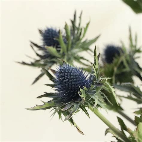 에린지움 꽃말과 특징 Eryngium 꽃도감