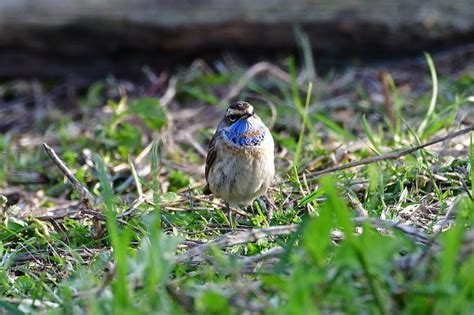 オガワコマドリ1 そらと林と鳥