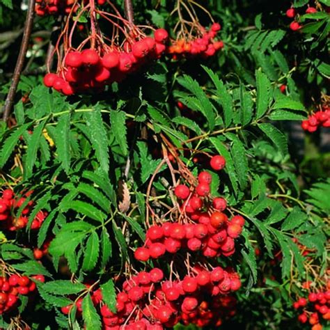 Sorbus Aucuparia ‘asplenifolia Rowan Bowhayes Trees