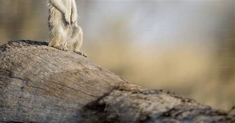 낮의 첫 햇빛에서 목욕하는 미어캣 사진 Unsplash의 보츠와나 이미지