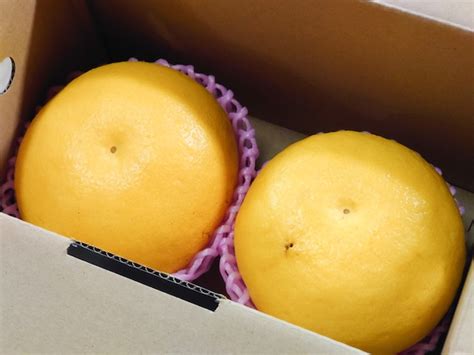 【ご家庭用】土佐文旦 3lサイズ 2玉 送料込み 千光士農園