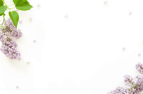 흰색 배경에 라일락 꽃입니다 봄 꽃입니다 상단보기 평평한 평신도 복사 공간 이미지 3월에 대한 스톡 사진 및 기타 이미지
