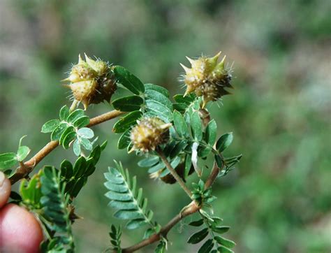 Puncture Vine Weedalert