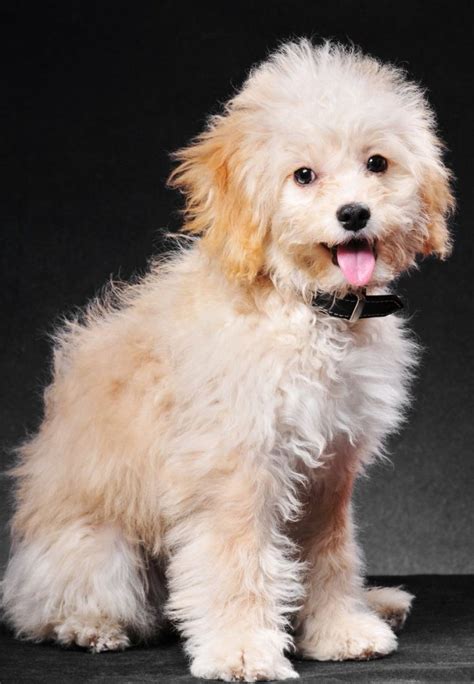 Cockapoo Full Grown Sizes Standard Mini Toy And Teacup Puplore