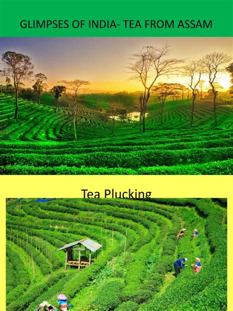 Glimpses Of India Tea From Assam Pdf