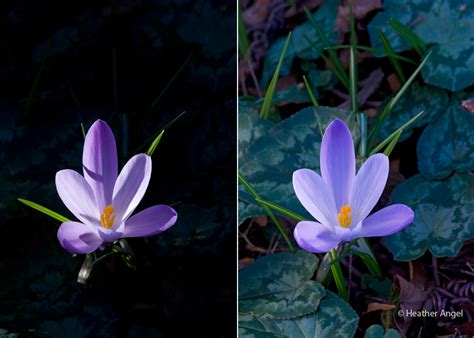 Pros Cons Of Direct And Diffused Light