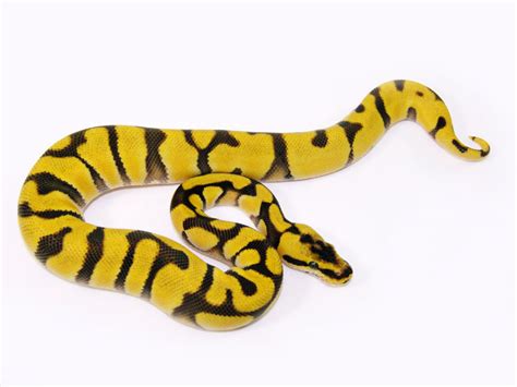Morph List World Of Ball Pythons