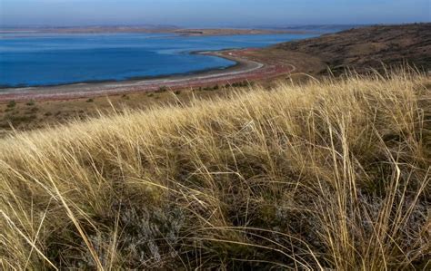 Dry Feather Grass Ukrainian Steppe On The Slopes Of The Tiligul Estuary