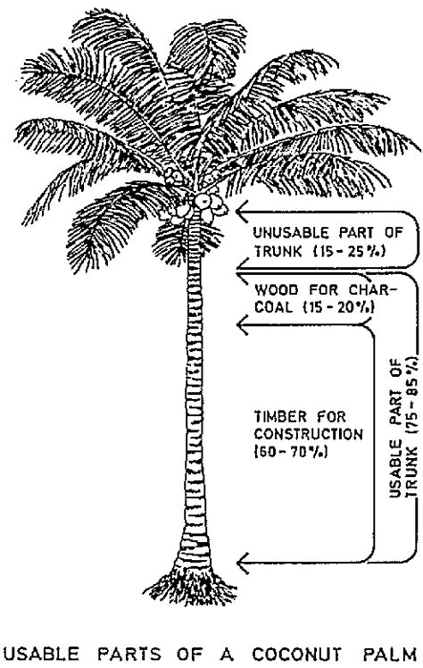 Diagram Of Palm Tree