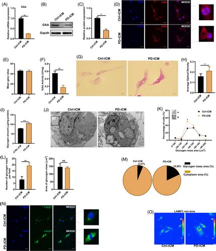 Cell Proliferation Cell Biology Journal Wiley Online Library