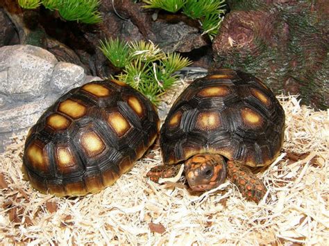 Turtle Hibernation Brumation And Estivation