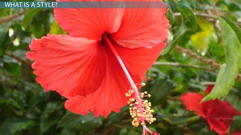 Function Of Flower In Plants Best Flower Site