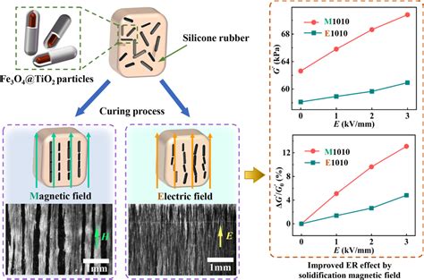 Magnetic Field‐enhanced Anisotropic Electrorheological Elastomer With