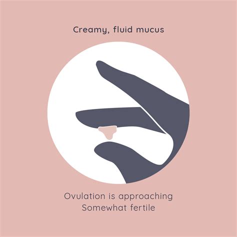 Getting To Know Your Cervical Mucus The Fertility Pod Acupuncture